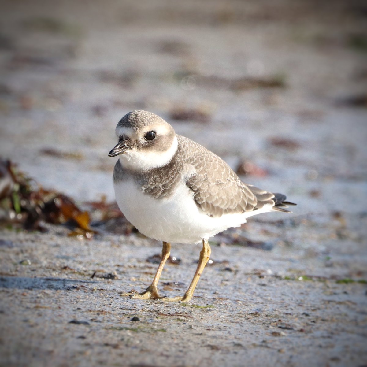 Wednesday 6th July 2022 - Cornwall Birds (CBWPS)