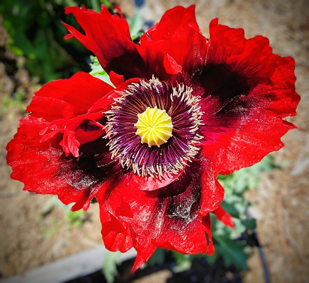 RIP: Smoker Jim Ruddell – The Rogue Voice