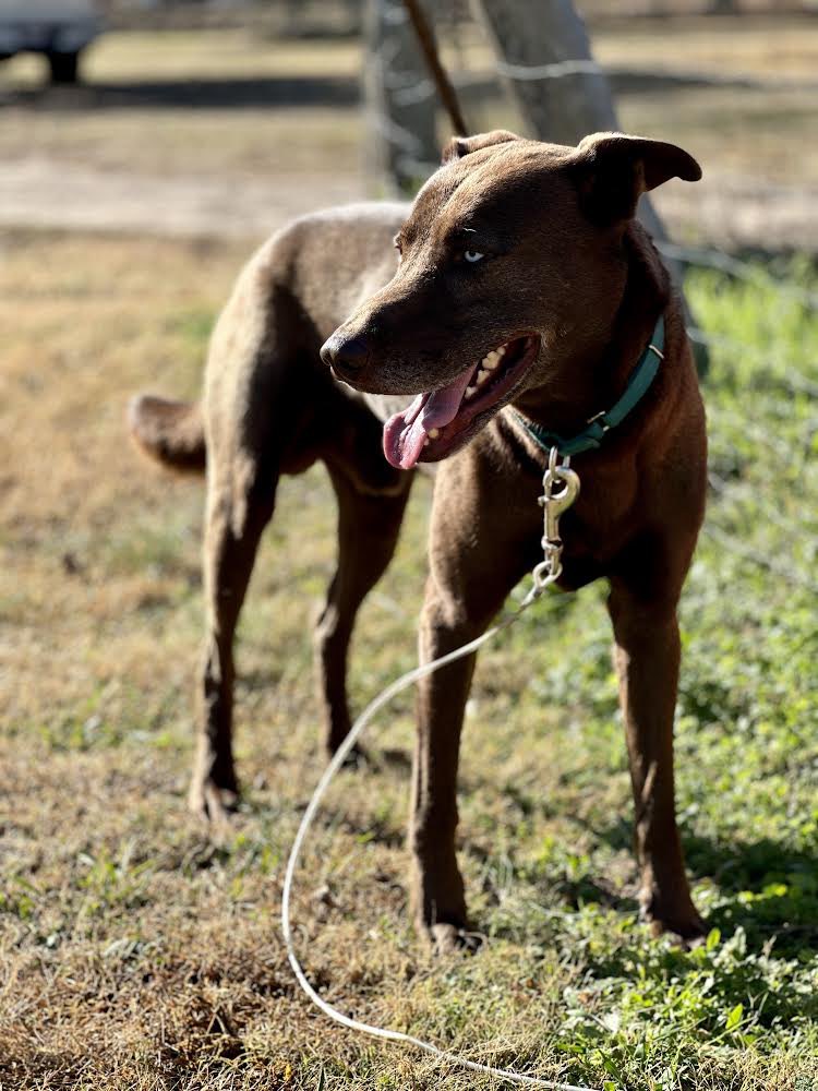 Rhodesian Ridgeback Chocolate Lab Mix