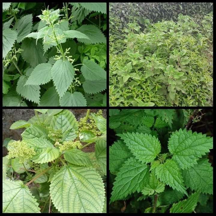BENEFITS OF STINGING NETTLE Stinging Nettle This is one of the best ...