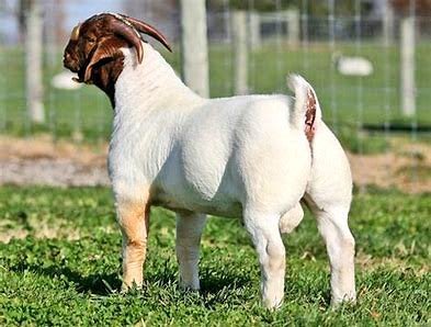boer goat farming pdf Boer goat is considered to be one of the most ...