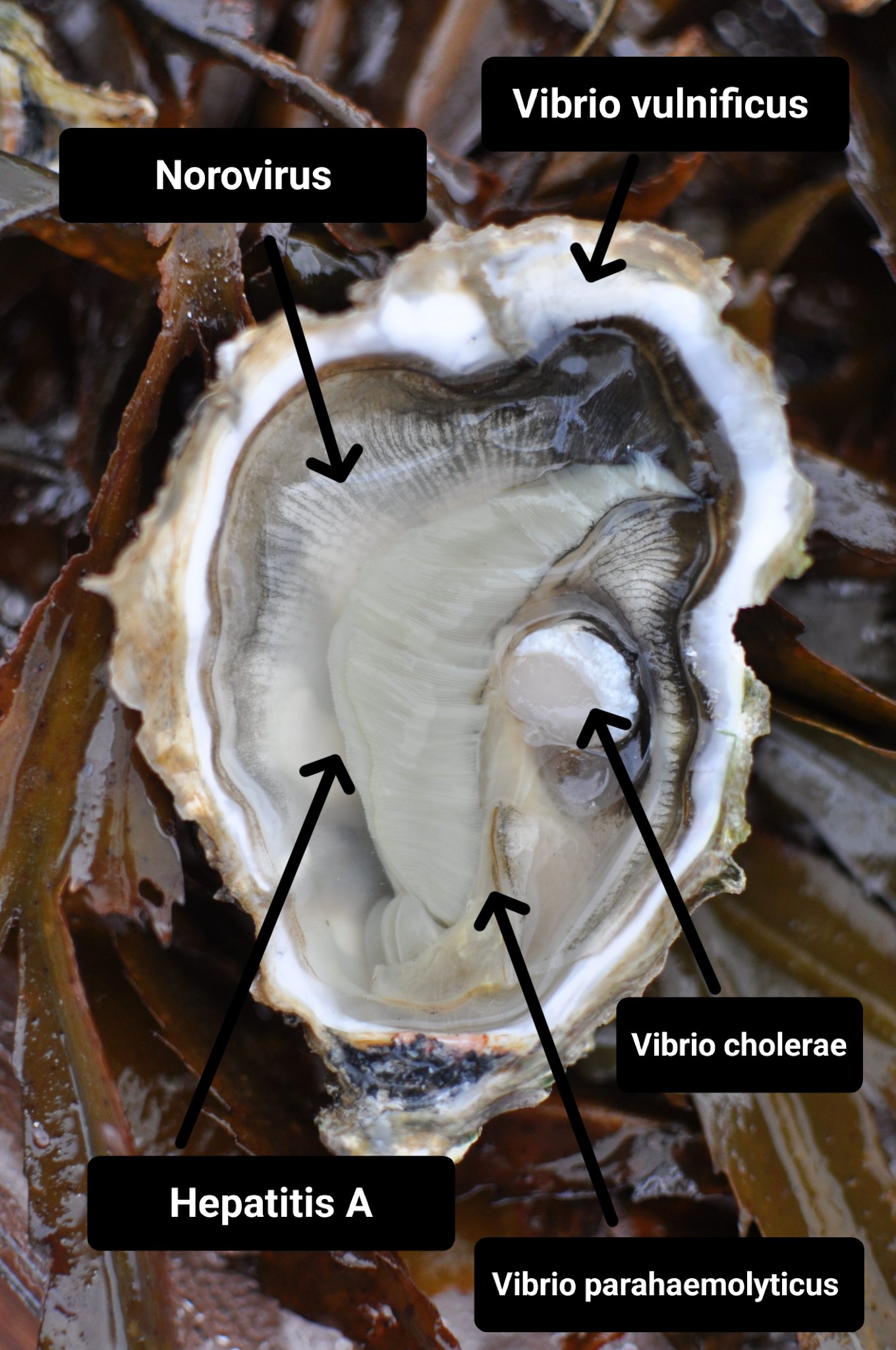 Oyster Anatomy There Is A Oyster Shell With Small White Object In It,