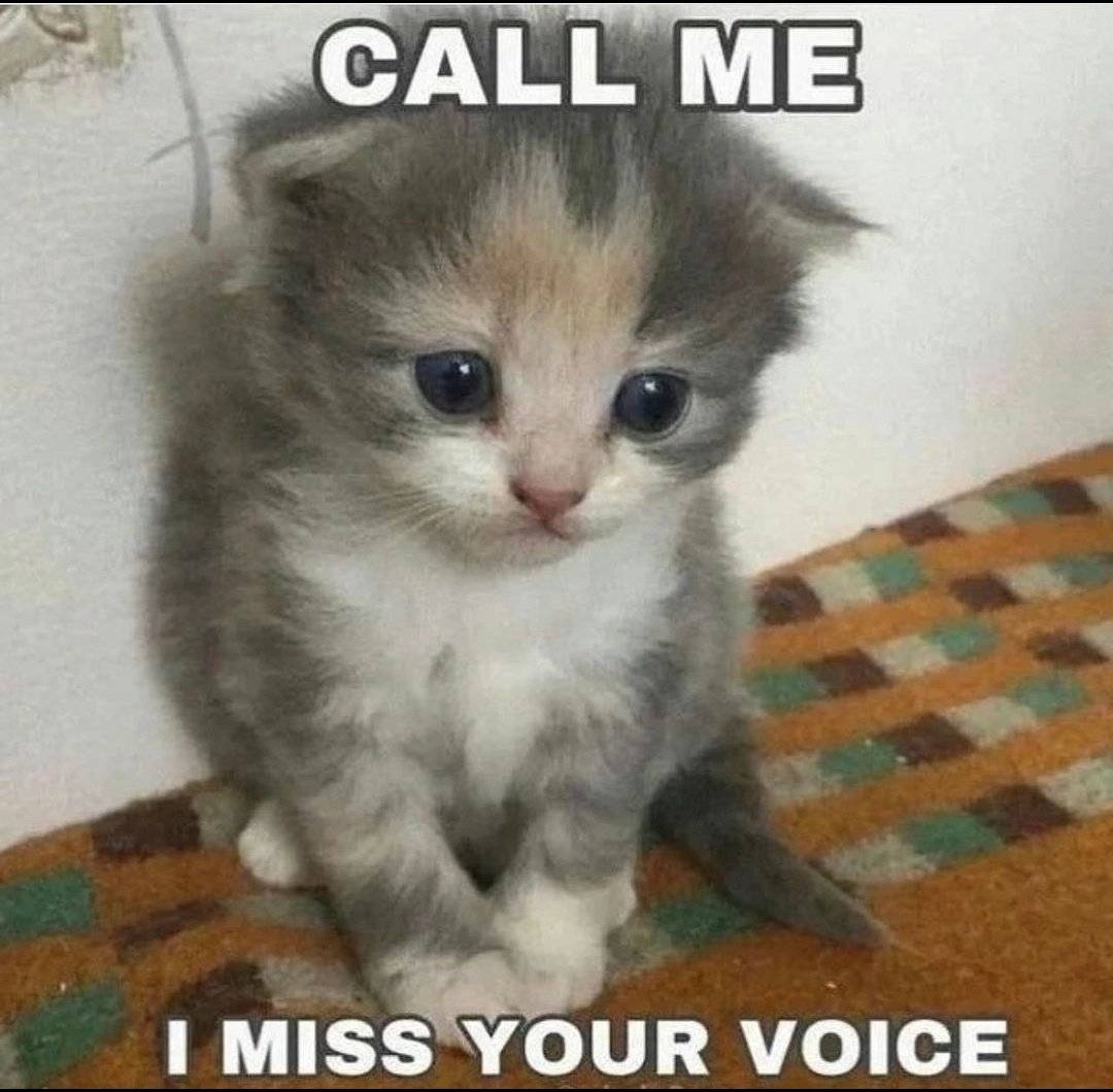 Cute Kitten Meme Miss You
