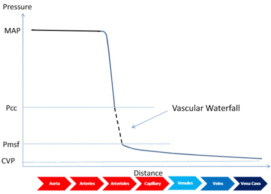 1/24 Recently, I started reading a lot about vascular waterfall (VW ...