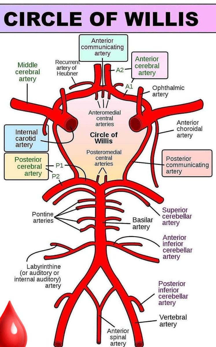 Circle Of Willis Diagram