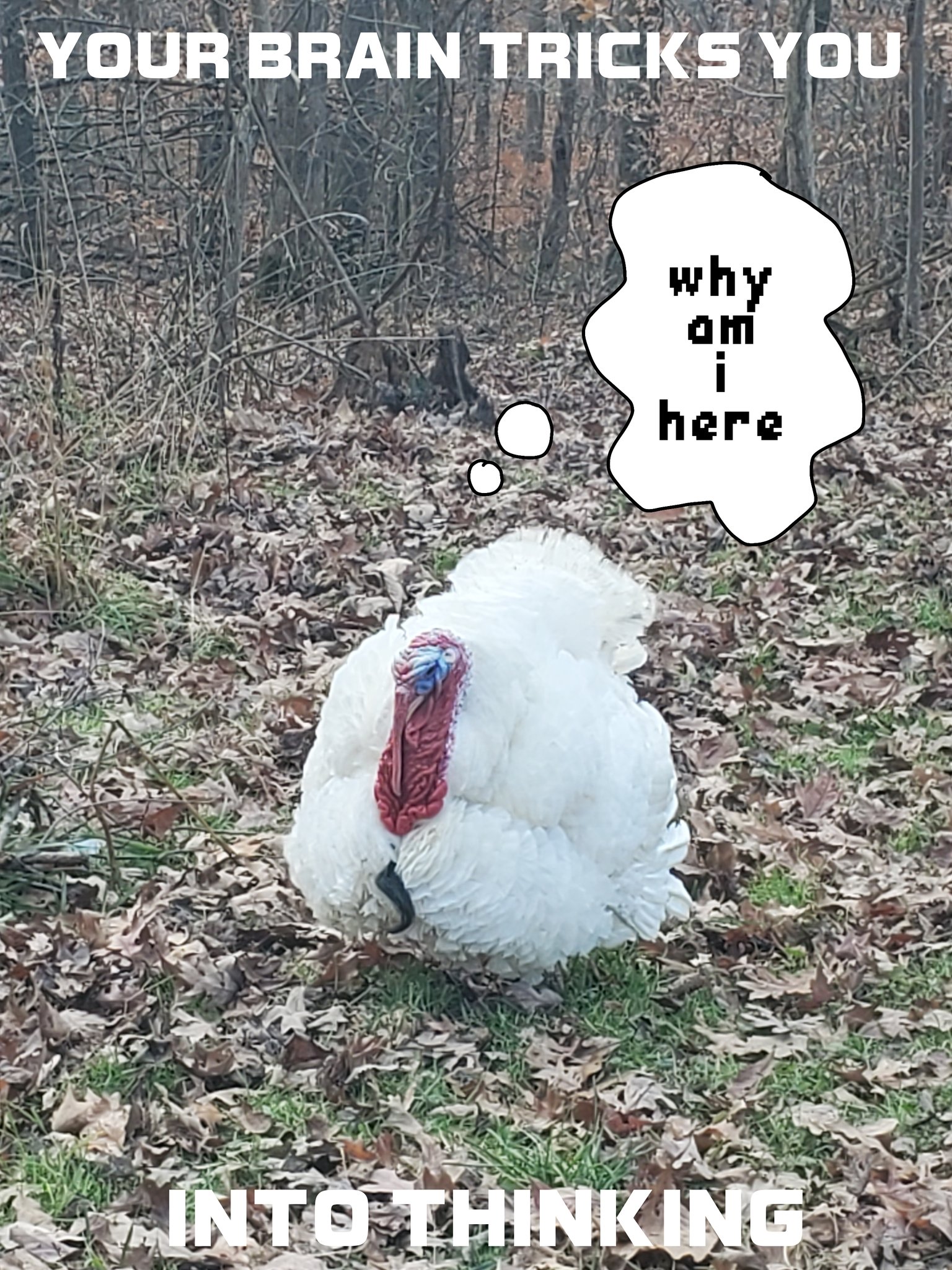 Gross Turkey Memes Pin By Dee Siburt On Laughter, The Best Medicine