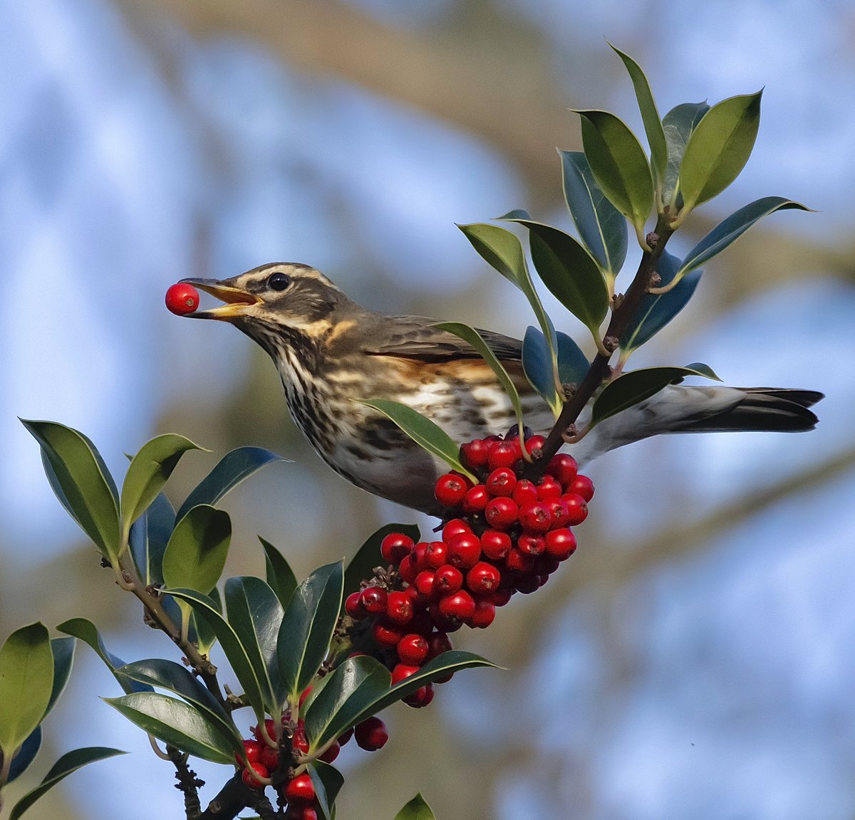Monday 23rd October 2023 - Cornwall Birds (CBWPS)
