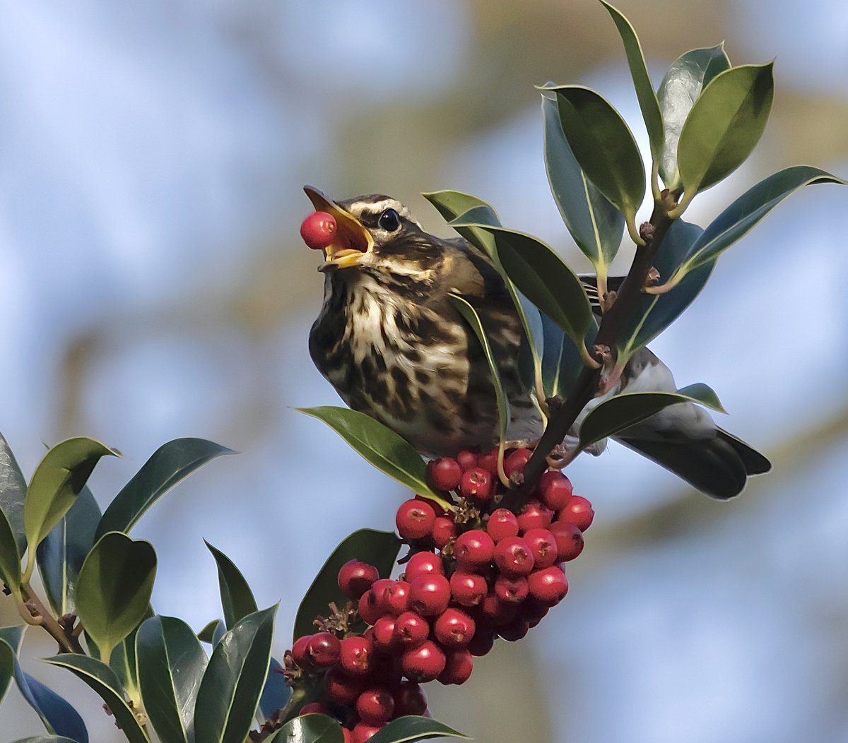 Monday 23rd October 2023 - Cornwall Birds (CBWPS)