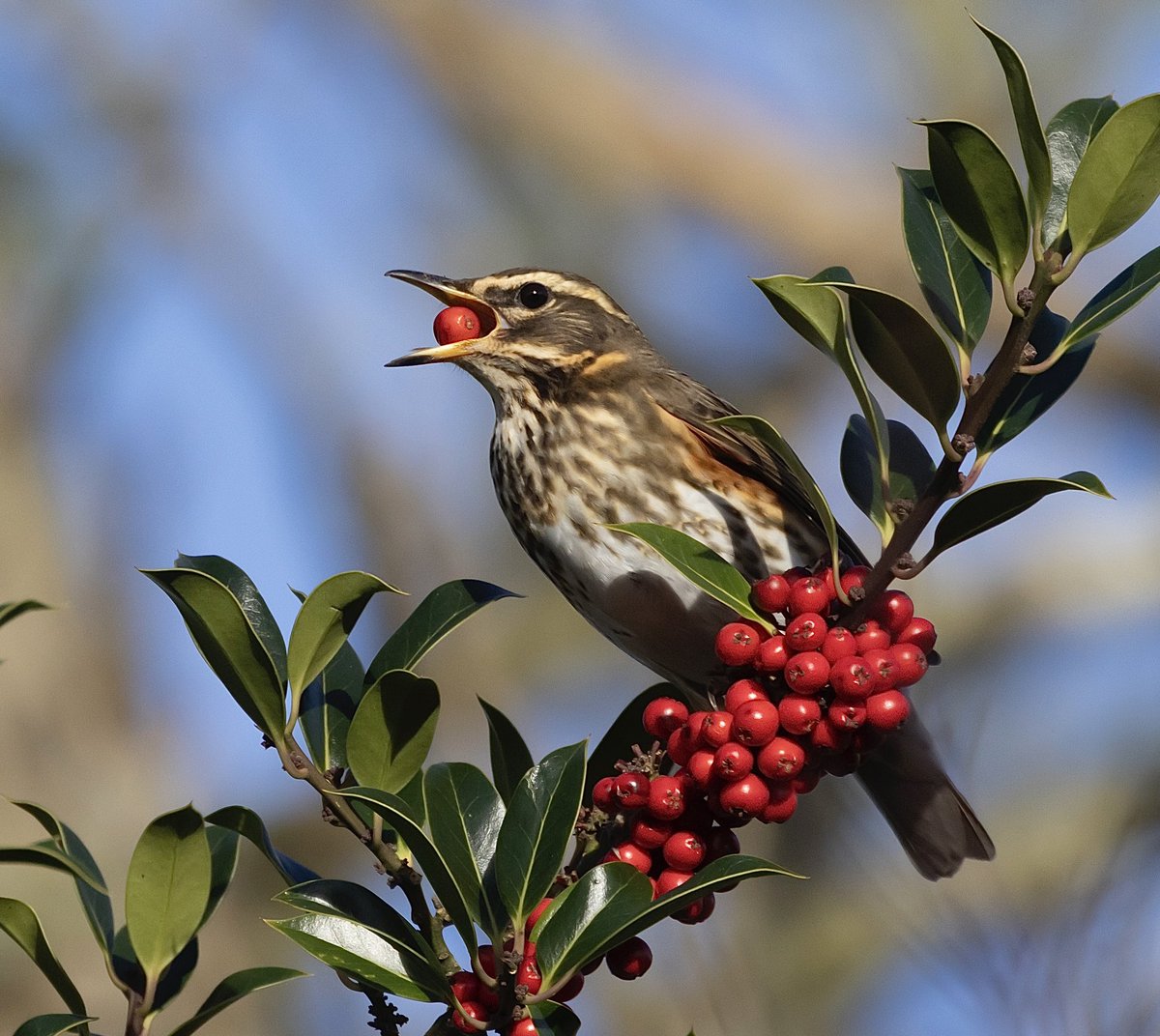 Monday 23rd October 2023 - Cornwall Birds (CBWPS)