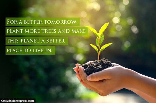 Tree Plant Quotes