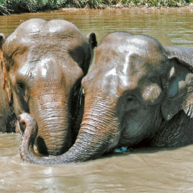 Eran Efrat's Threads – Thread Reader App