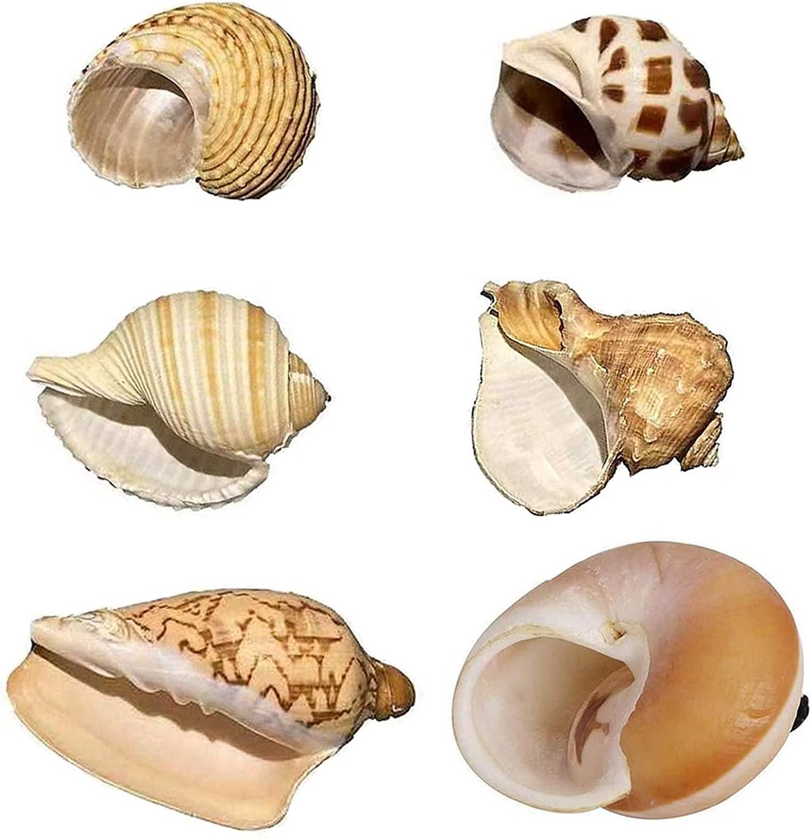 A shared dream. — thread on the importance of shell motif for the ...