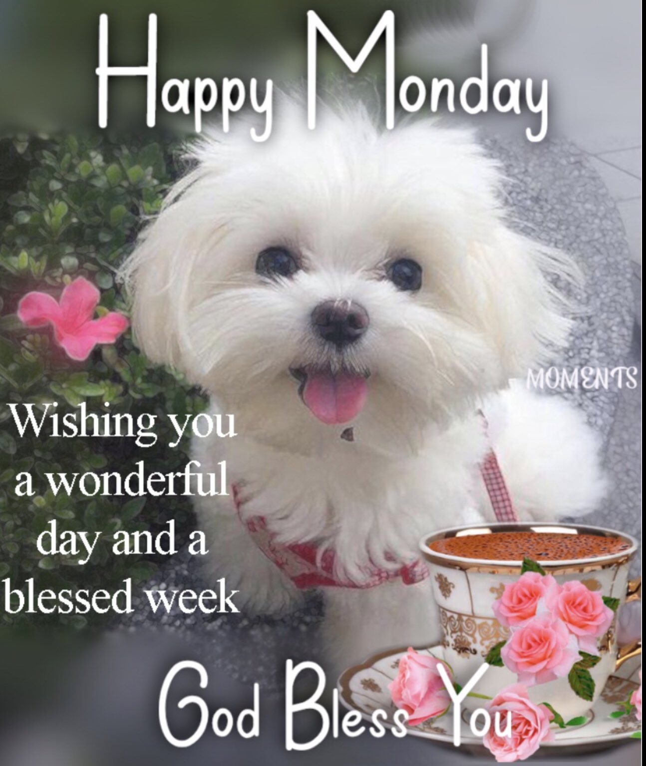 Happy Monday Animal 1,331 Cat Monday Royalty Free Photos And Stock