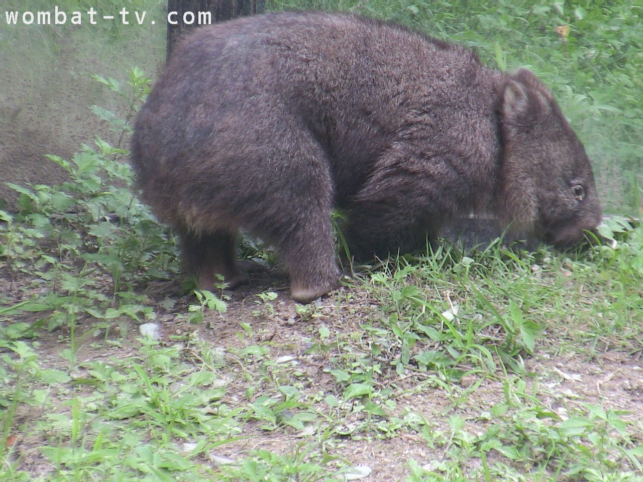 Miho on Twitter: "そしてコウくんのうぉ散歩 ️ #wombattv #wombat #wombats #ウォンバット #コウくん https://t.co ...