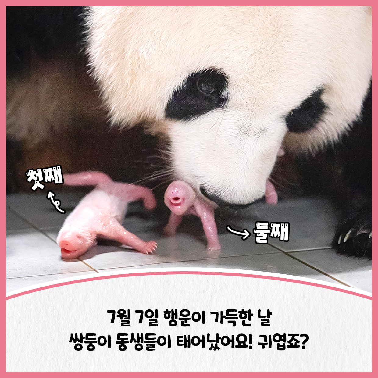 에버랜드 On Twitter 푸바오가 소개하는 🐼쌍둥이 동생🐼 작고 소중한 우리 아기판다들이 뚠빵공쥬처럼 크고 사랑스러워질 수 있도록 많은 관심과 응원 부탁드려요🖤🤍