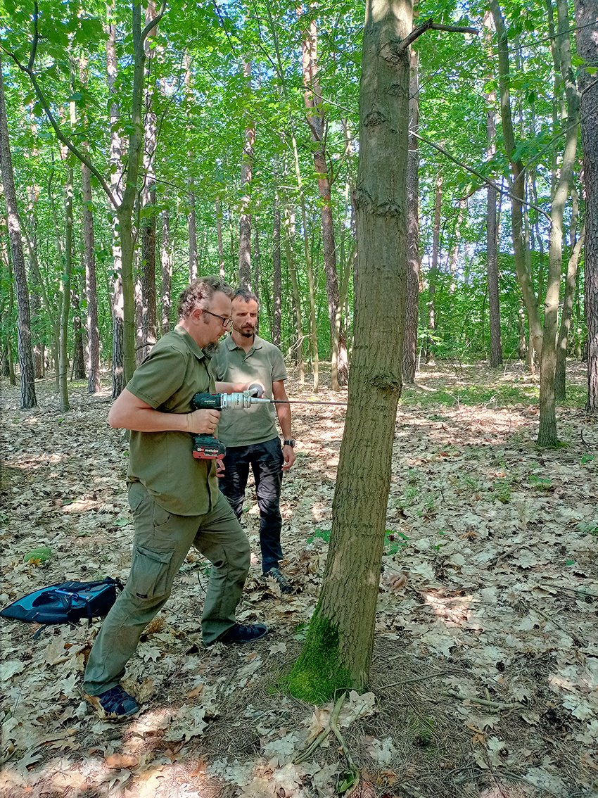 Dendrolab IBL on Twitter: "We promote the concept of collecting wood samples with a battery ...