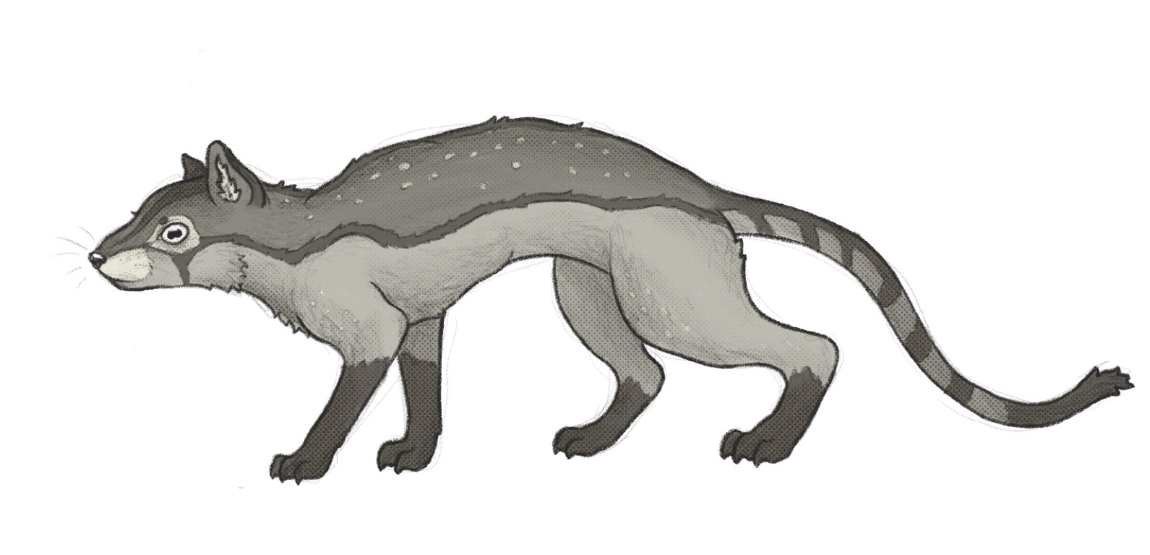 Cynodictis Evolution