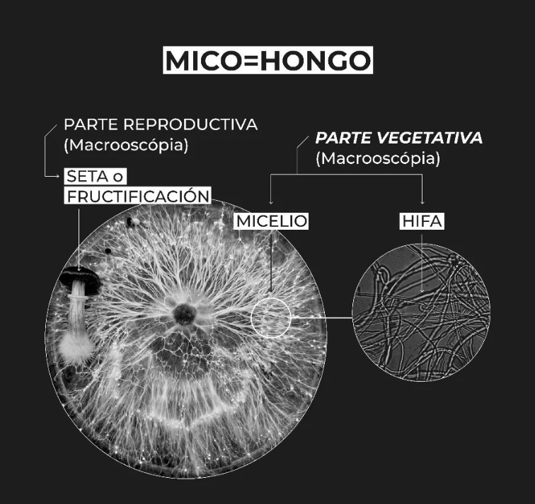 Thread by @alejandrocsome on Thread Reader App – Thread Reader App