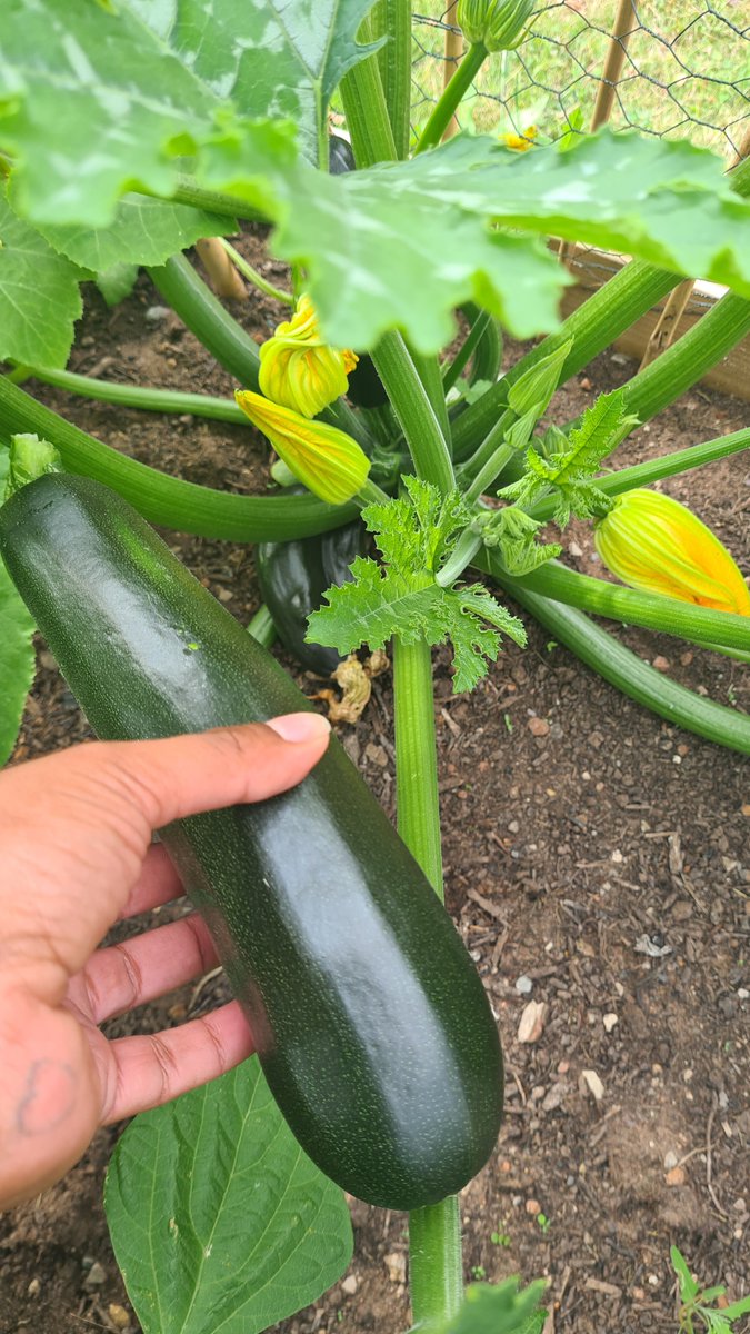 How to Use Quiz Assignment – Google Classroom Tutorial 2020 | Alperton Community School