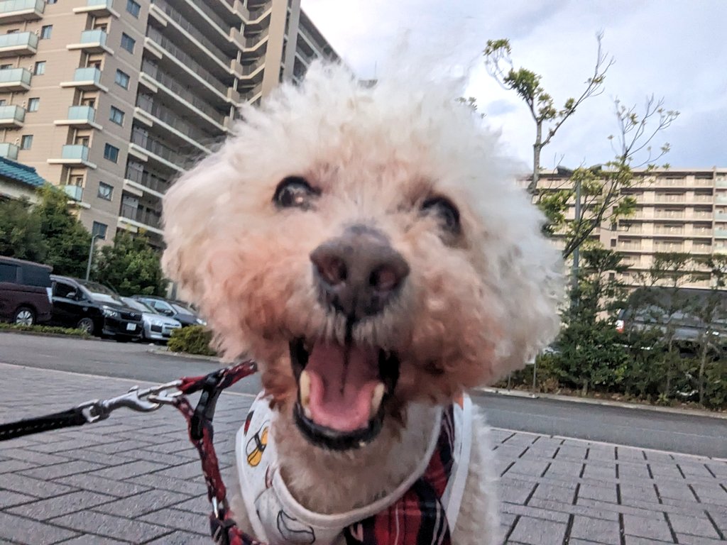 たまこポテりんととおこめ On Twitter みんなもアチアチになる前におうちにしまわれてねなのー!😆 Nrlclpxyrp Twitter