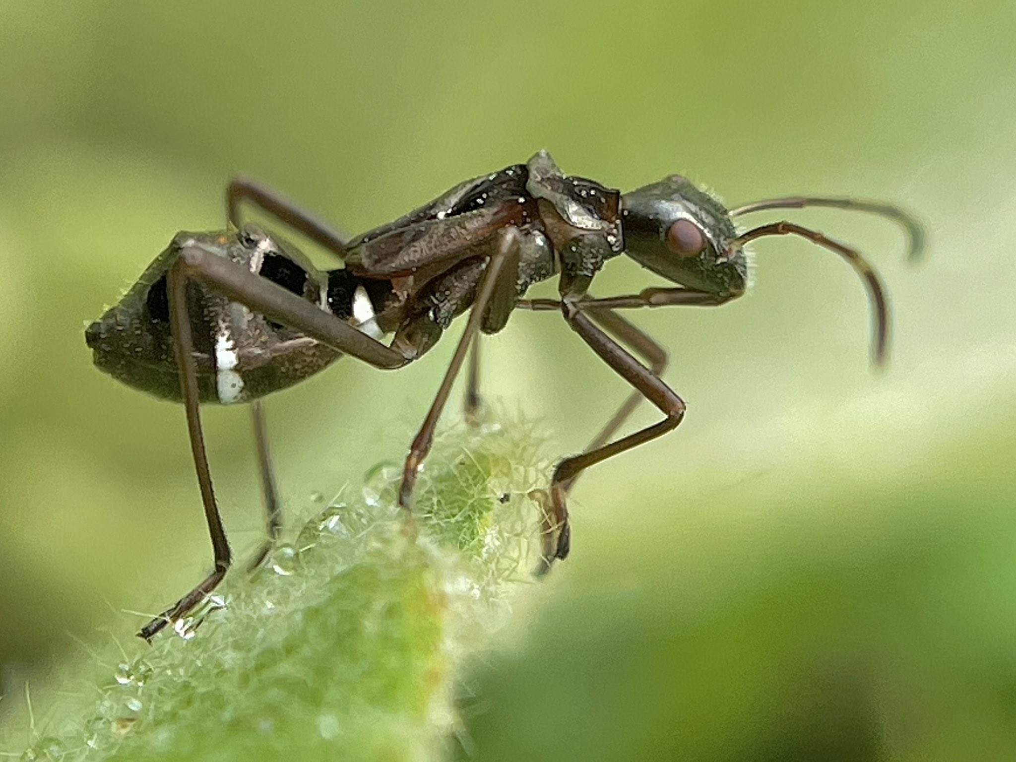 Petiole Insect