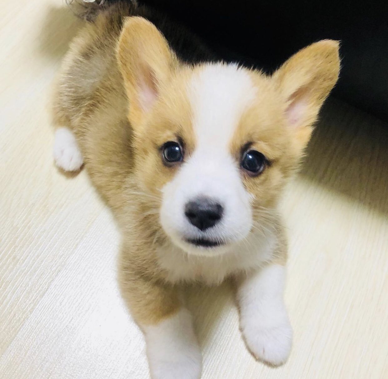 EsMoo | 문별 | Mamamꝏ on Twitter: "Happy Geongang day ️ https://t.co/KW8g8h0ch7" / Twitter