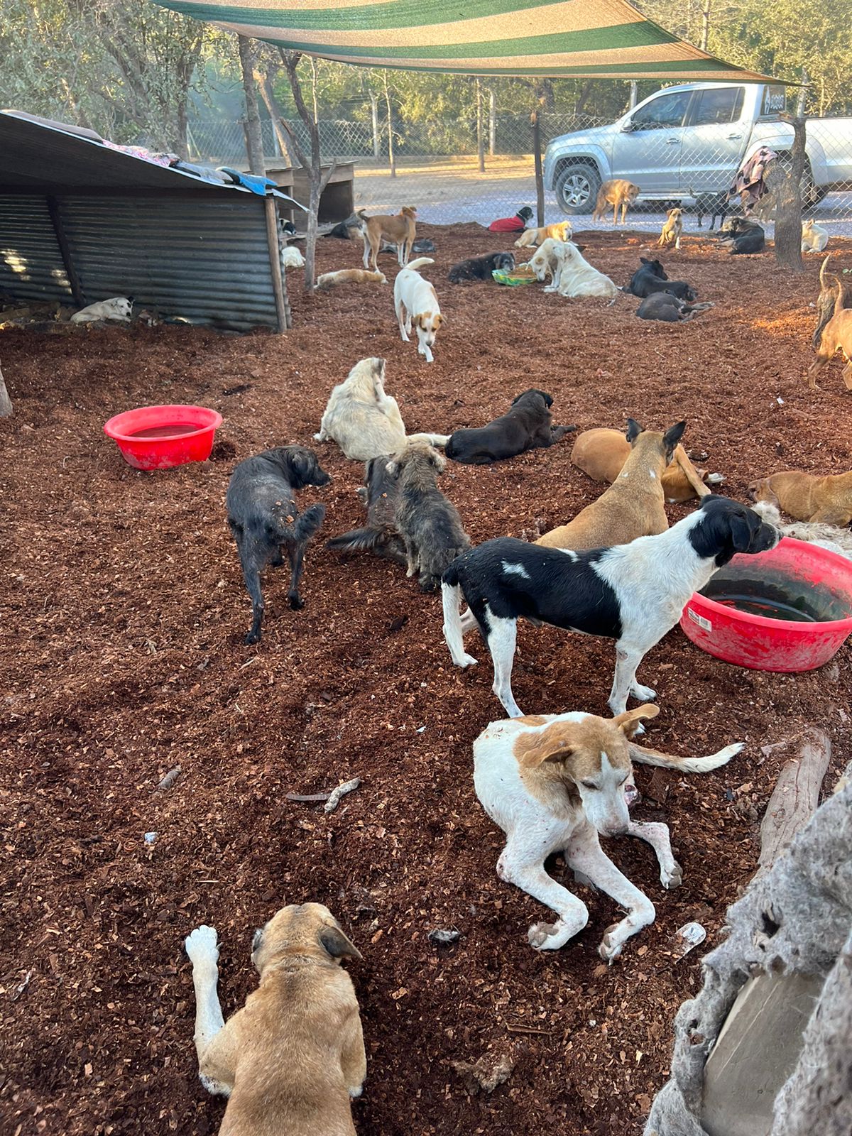 agu on Twitter: "@canichones Este es el canil ESPECIAL donde viven perros muy viejitos que se ...