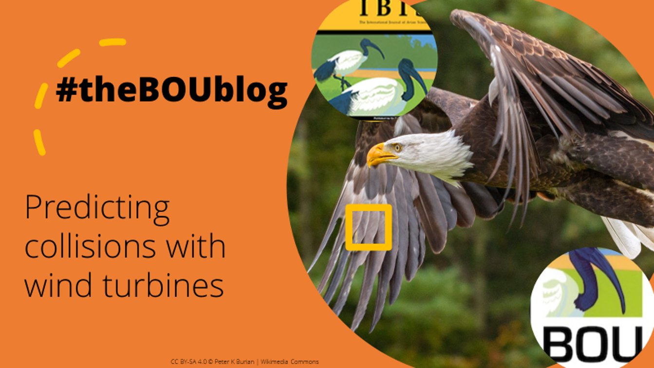 BOU 👩🏻‍🏫👨🏿‍🏫🧕🏽👳🏽‍♂️ 🌈 on Twitter: "Preventing eagles from hitting wind turbines https://t.co ...
