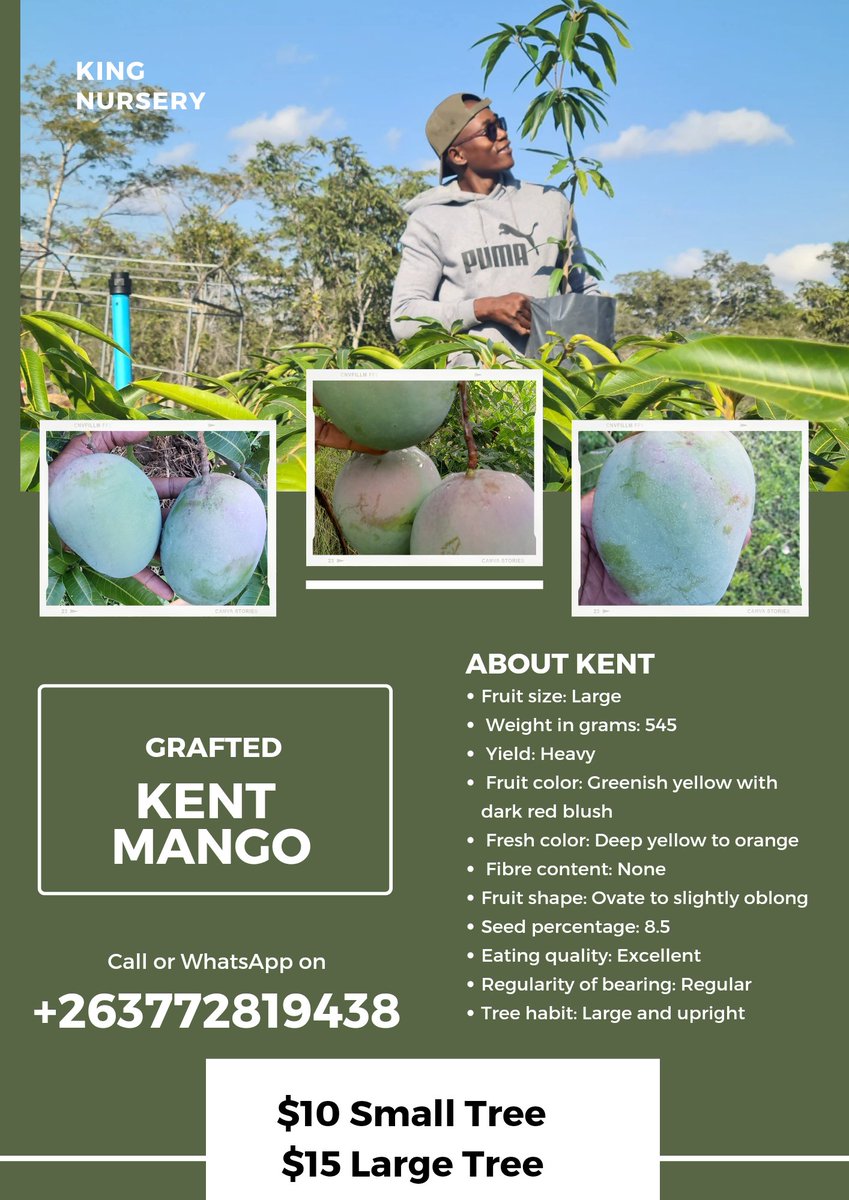 Mr.BumbleBee on Twitter: "Kent Mango Zimbabwe The green-skinned Kent mango originated from ...