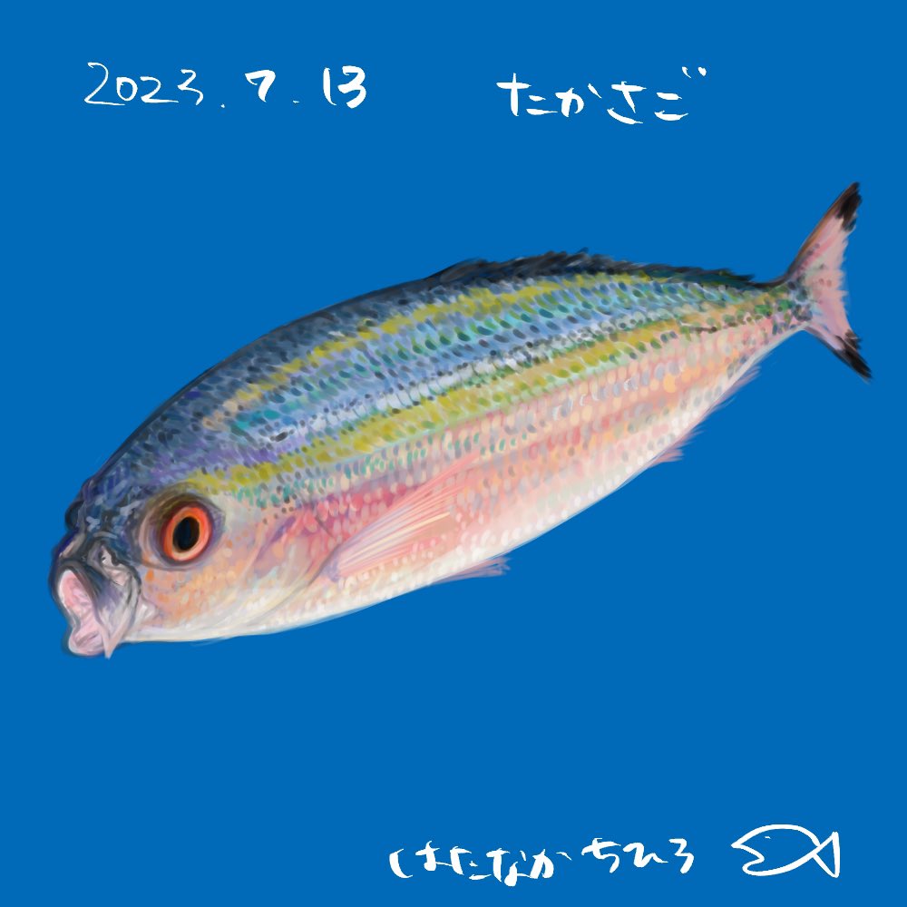 はたなかちひろお魚イラスト食育 On Twitter タカサゴちゃん! 泳いでいる時と魚屋に並んでいる時の色が違うお魚って、どっちの色で塗ったらいいかいつも迷います 結局カラフルな方
