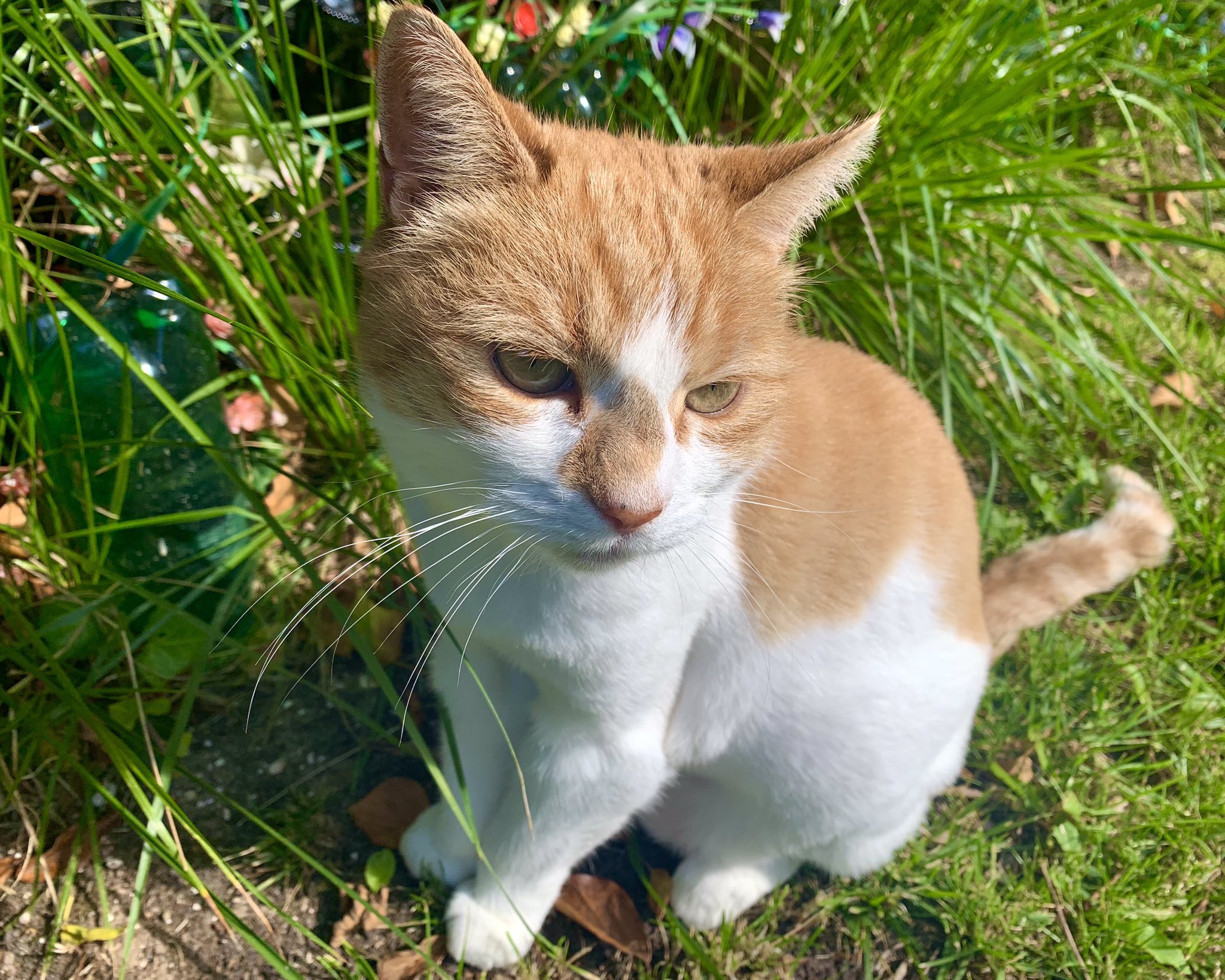 Queenie Rose on Twitter: "Out for an early #Hedgewatch today. My people are off work today ...