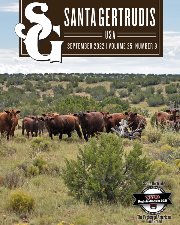 Santa Gertrudis Show Cattle