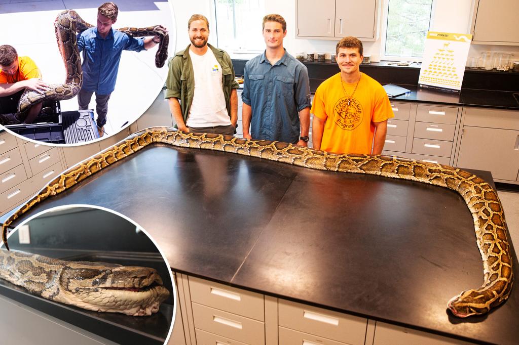 New York Post on Twitter: "19-foot pregnant python, longest ever caught in Florida, was about to ...