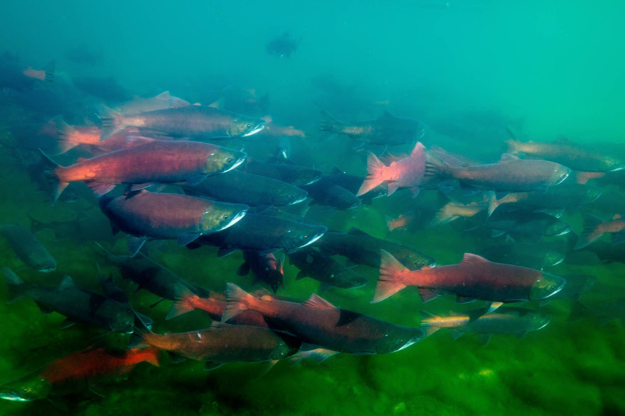 U.S. Fish and Wildlife Service on Twitter: "After decades of work to ...