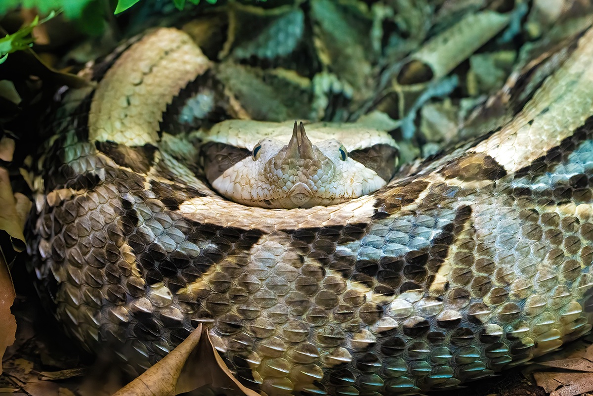 Gaboon Viper Snake