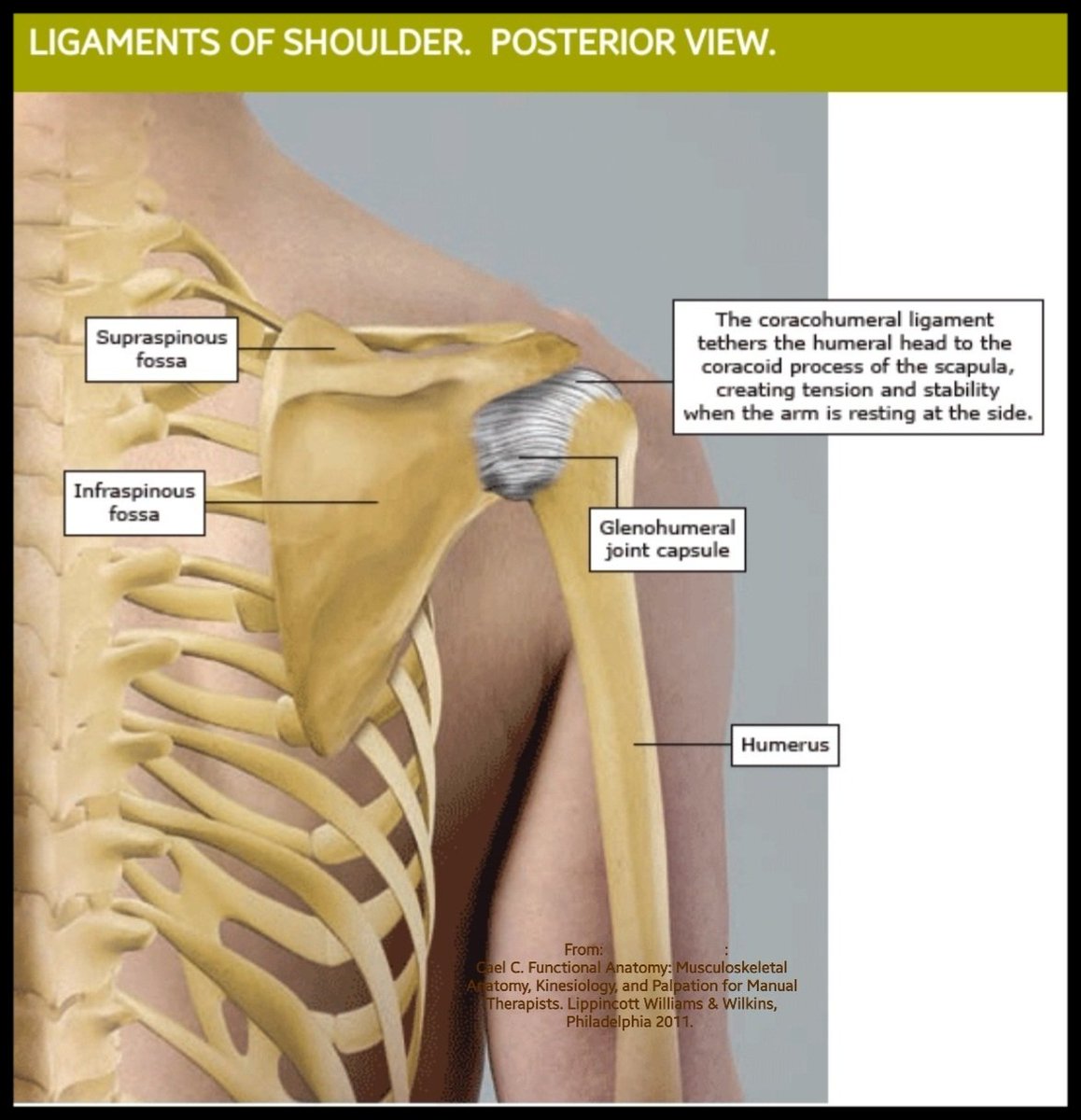 Shoulder Ligaments