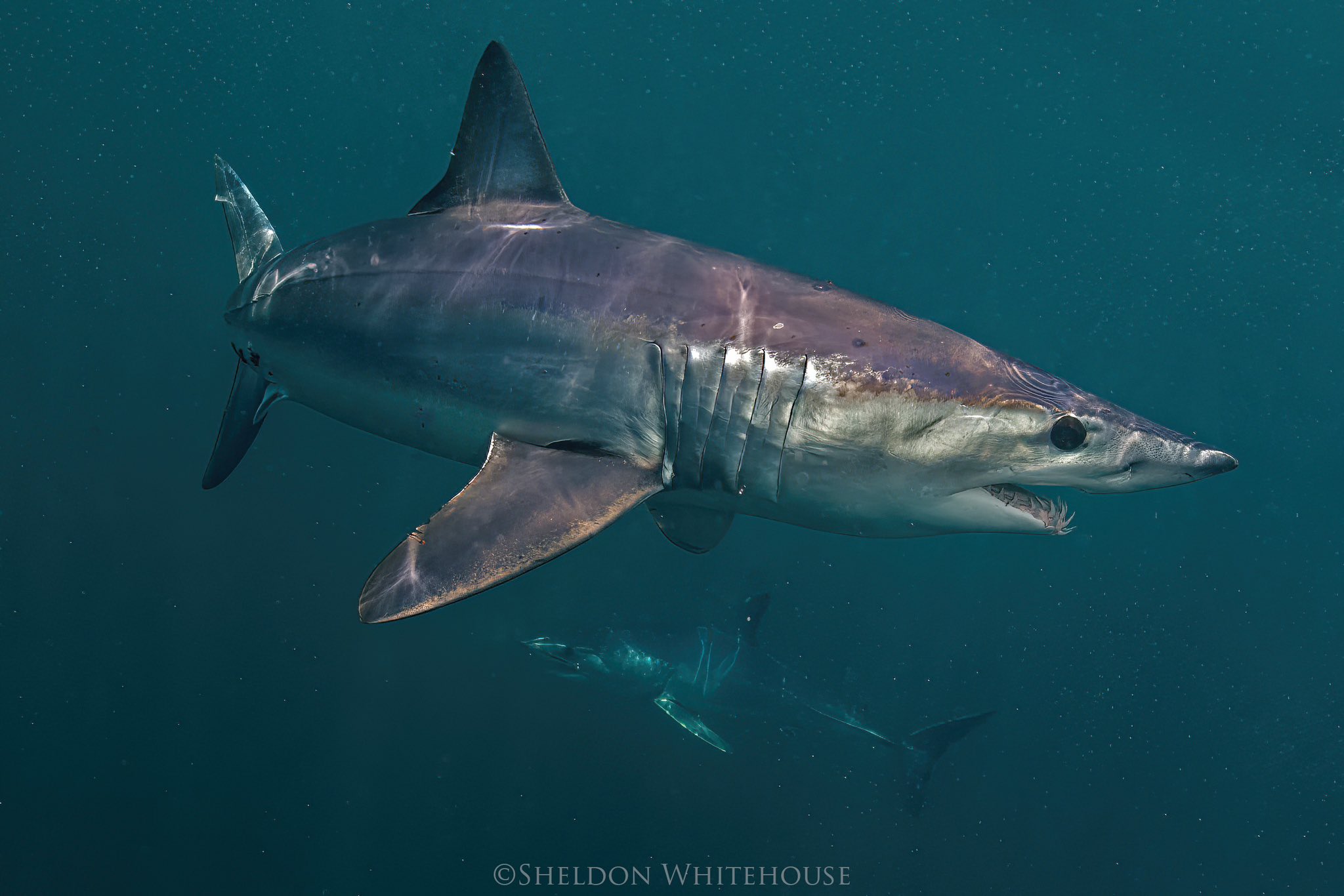 Bull Shark Side View