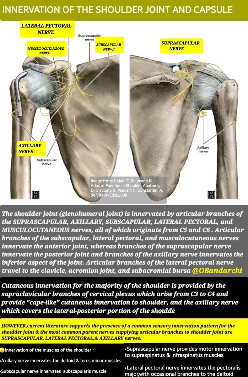 Axillary Nerve Innervation