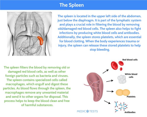 Function Human Spleen