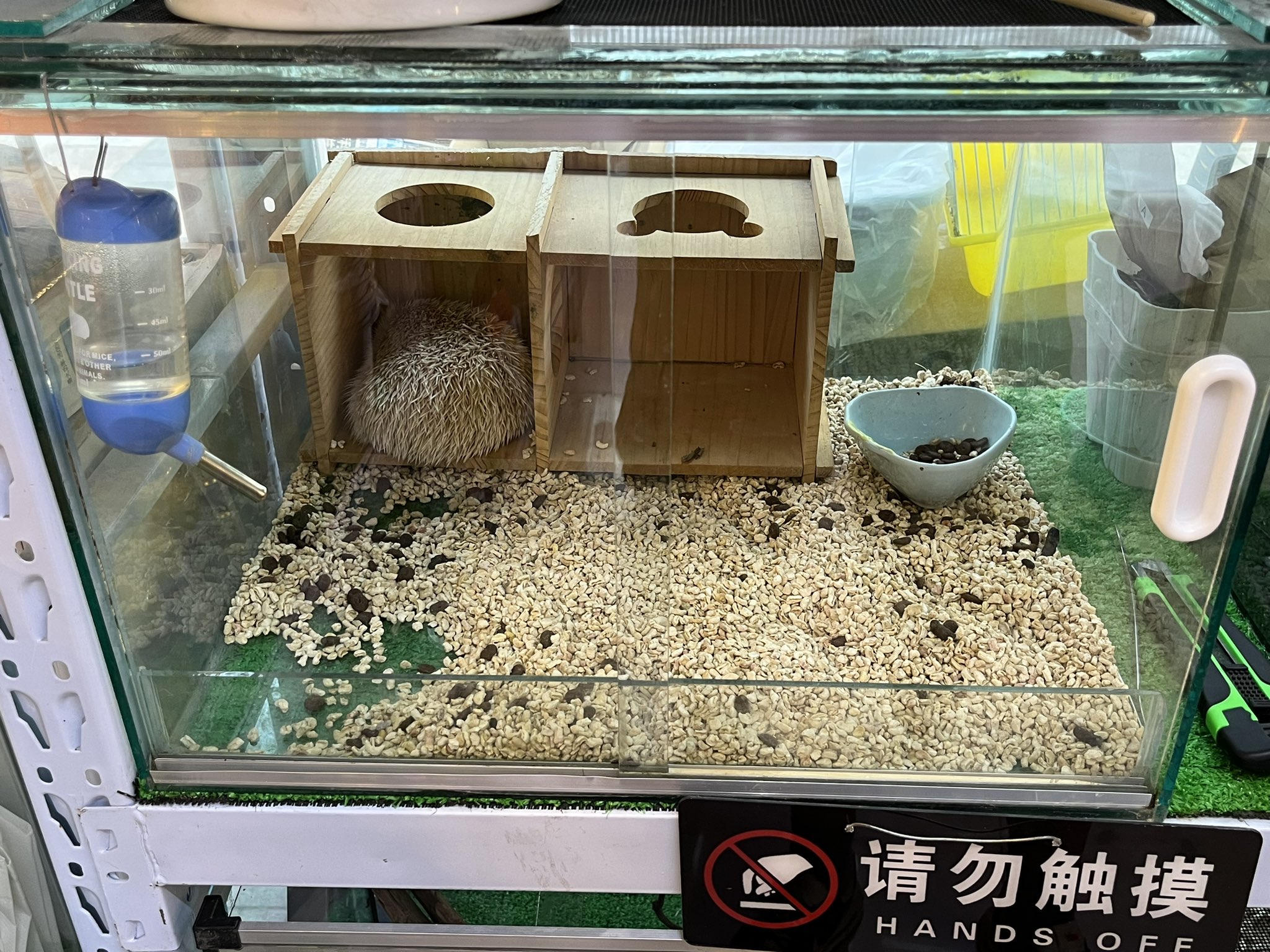 Man In Dalian 〜大連の片隅から〜 On Twitter 昨日から聞こえるセミの声も、大連にツクツクボウシ、ヒグラシカナカナはいません。 開発区のデパート「マイカル」横に