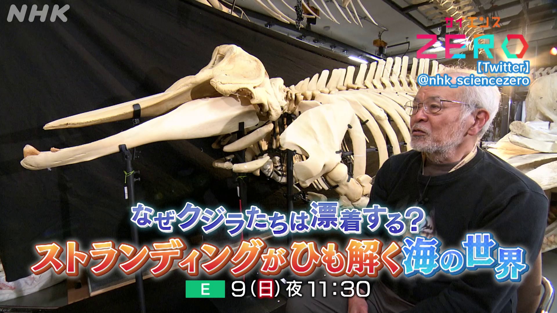 NHKサイエンスZERO on Twitter: "次回の #サイエンスZERO は 「なぜクジラたちは漂着する？ ストランディングがひも解く海の世界」 クジラやイルカなど、 海の生き物が漂着 ...