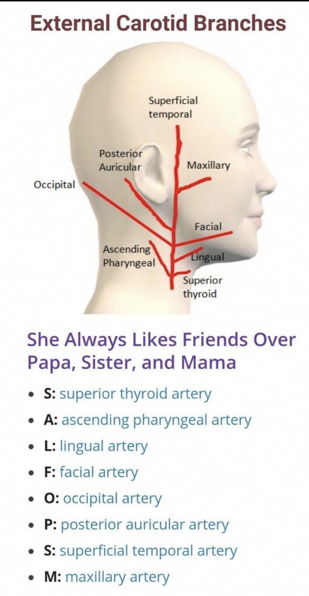 Branches Of Facial Artery