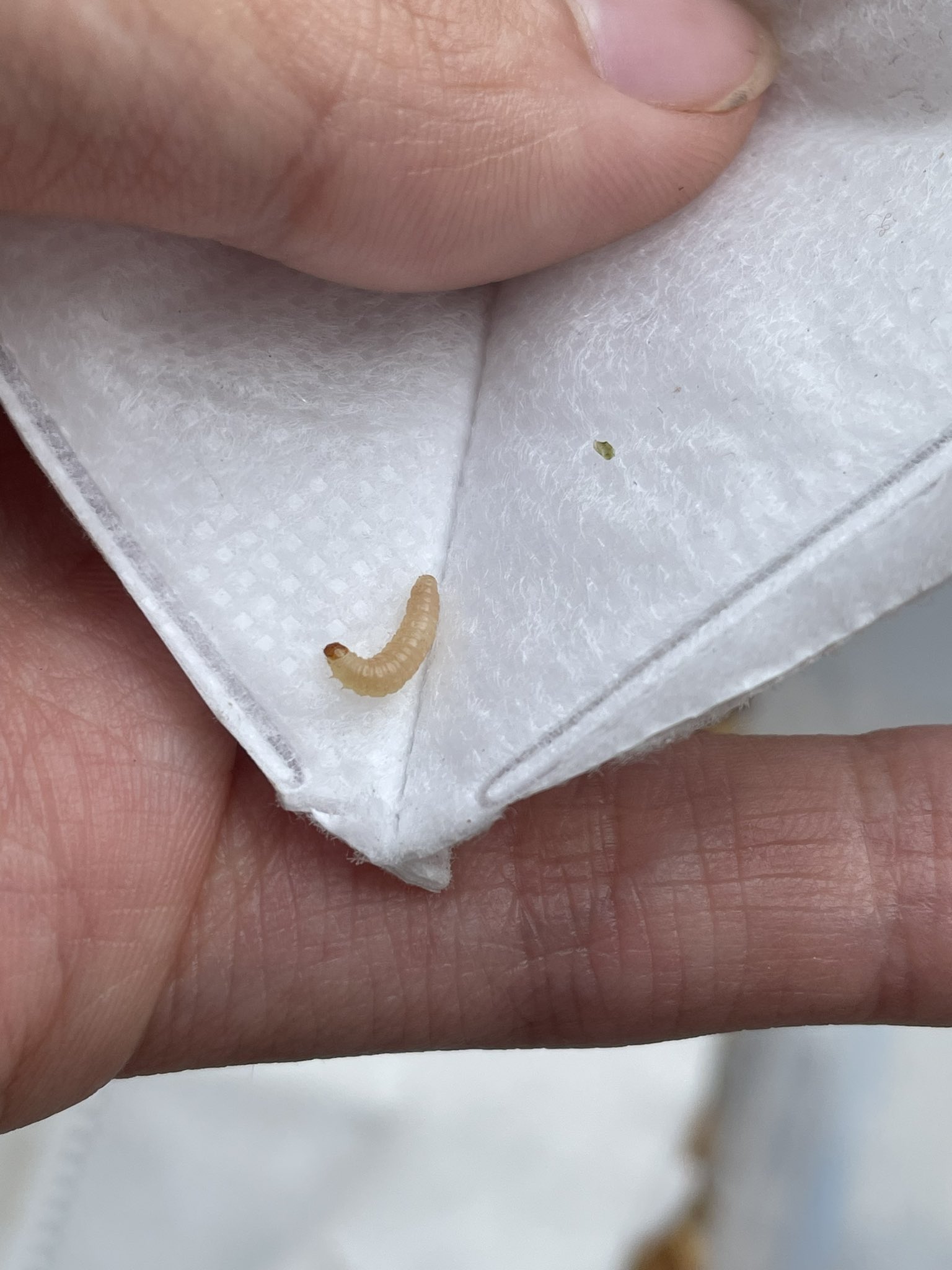 Small White Worm Larvae Moth What Are Plaster Bagworms? Nvirotect