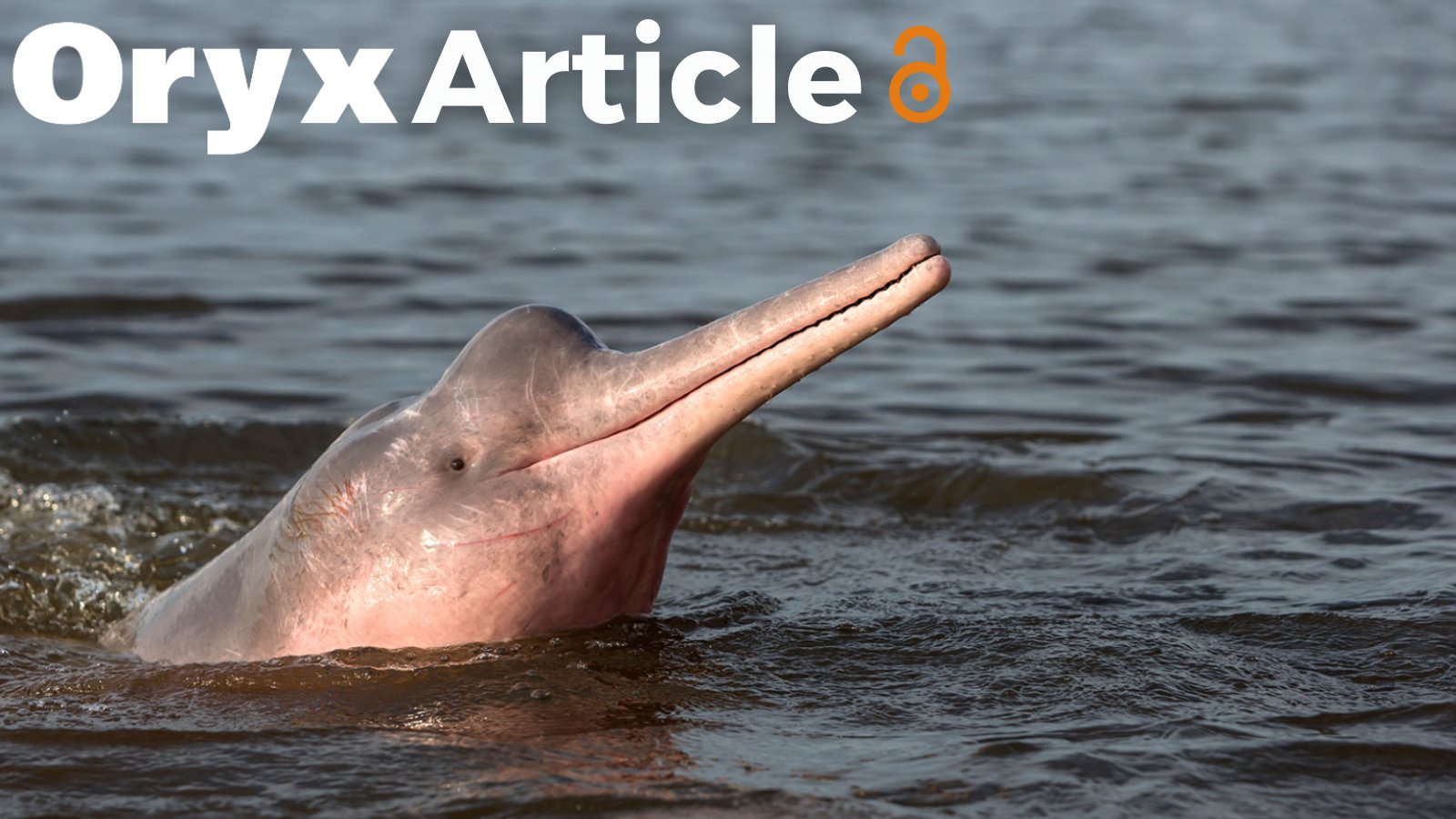 Oryx on Twitter: "Out today! Campbell and a team from @UniofExeter & @prodelphinus used ...