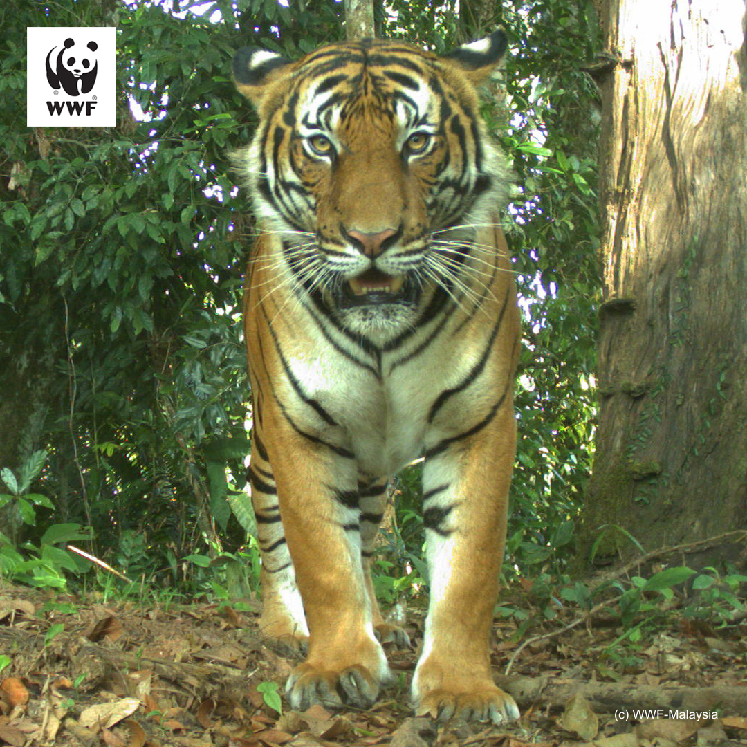 WWF-Malaysia on Twitter: "It’s #GlobalTigerDay this month. Tigers are ...