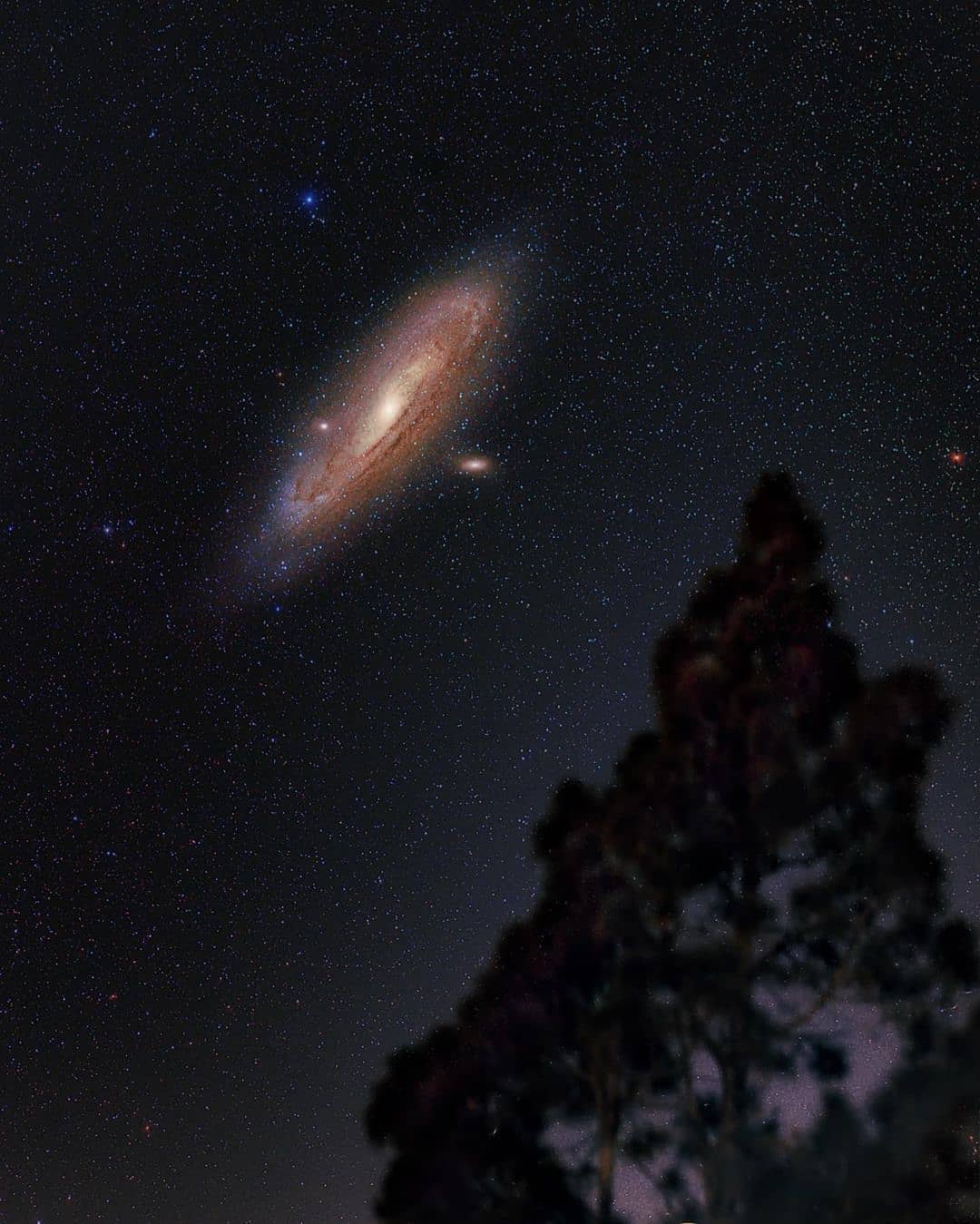 science issues on Twitter: "Magnificent shot of the Andromeda-Galaxy (M31) over pine trees ...