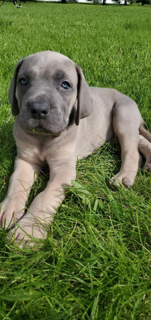 Do Puppies Forgive