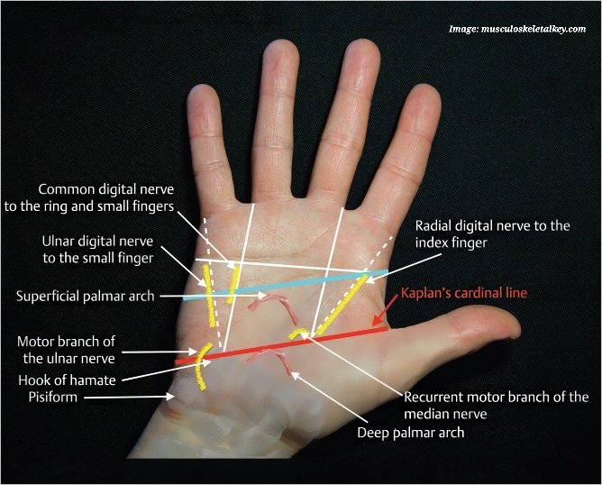 Distal And Proximal Crease In Hand