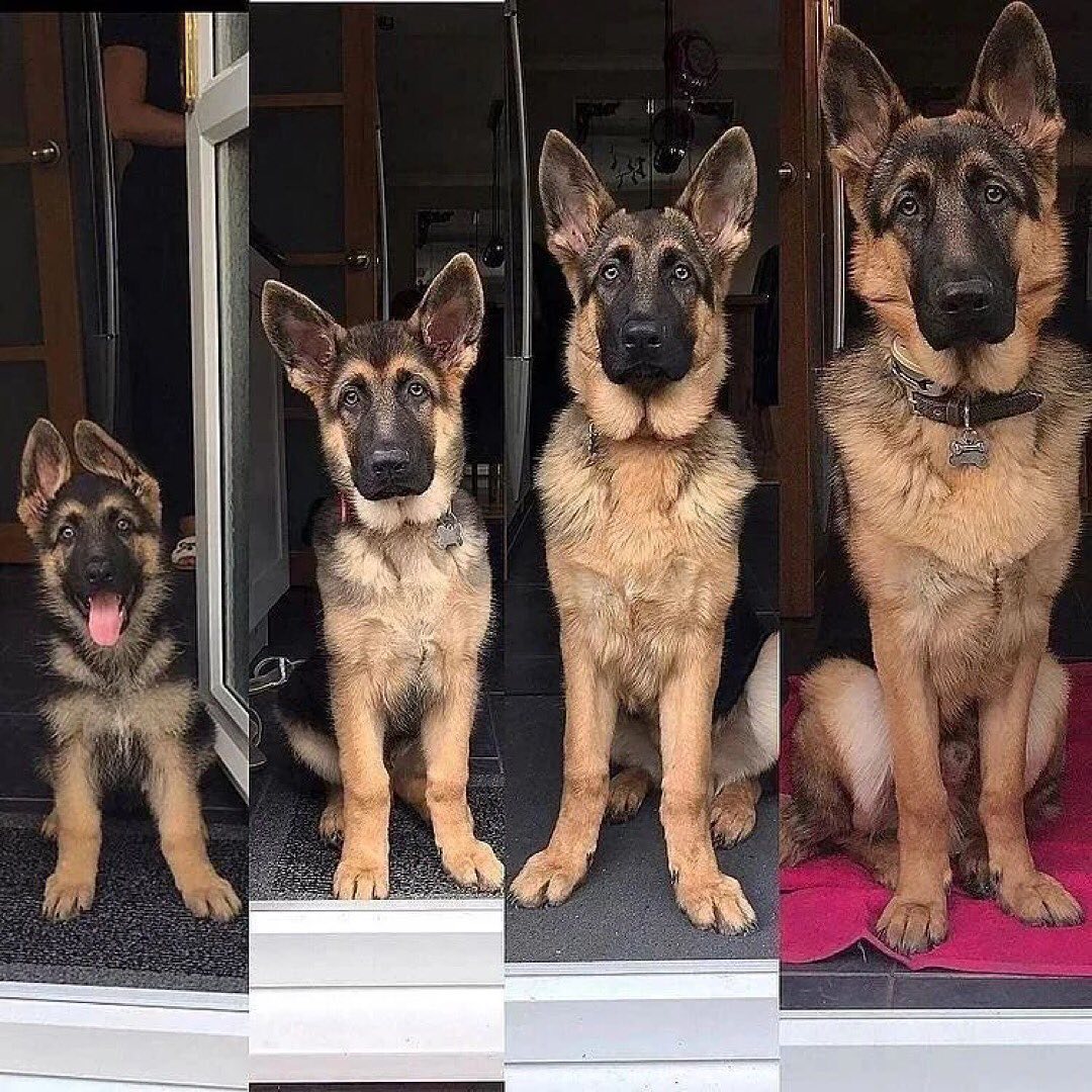 German Shepherd 2.0 on Twitter: "🥰. . #GermanShepherd #gsd #dogs #dogsoftwitter #cute # ...