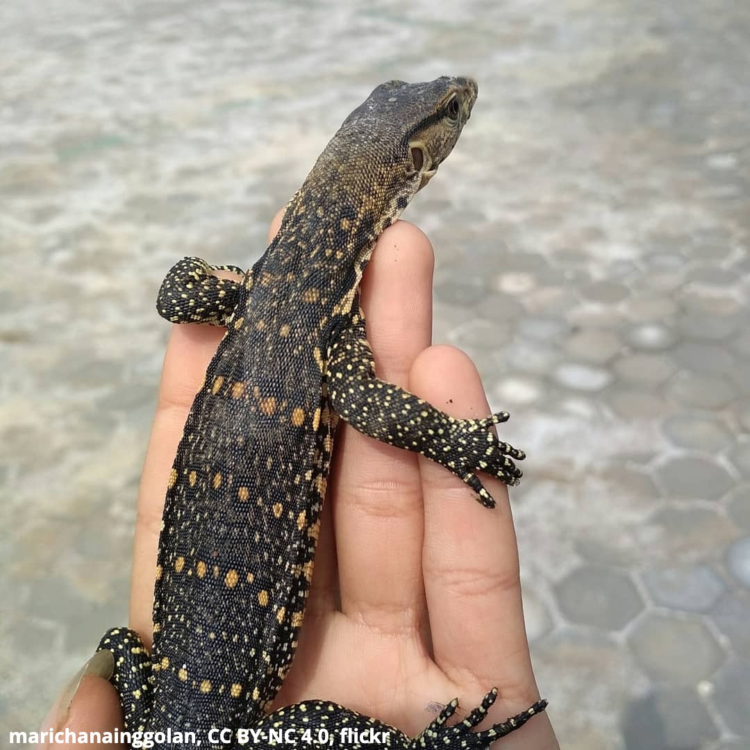 Yellow Water Monitor
